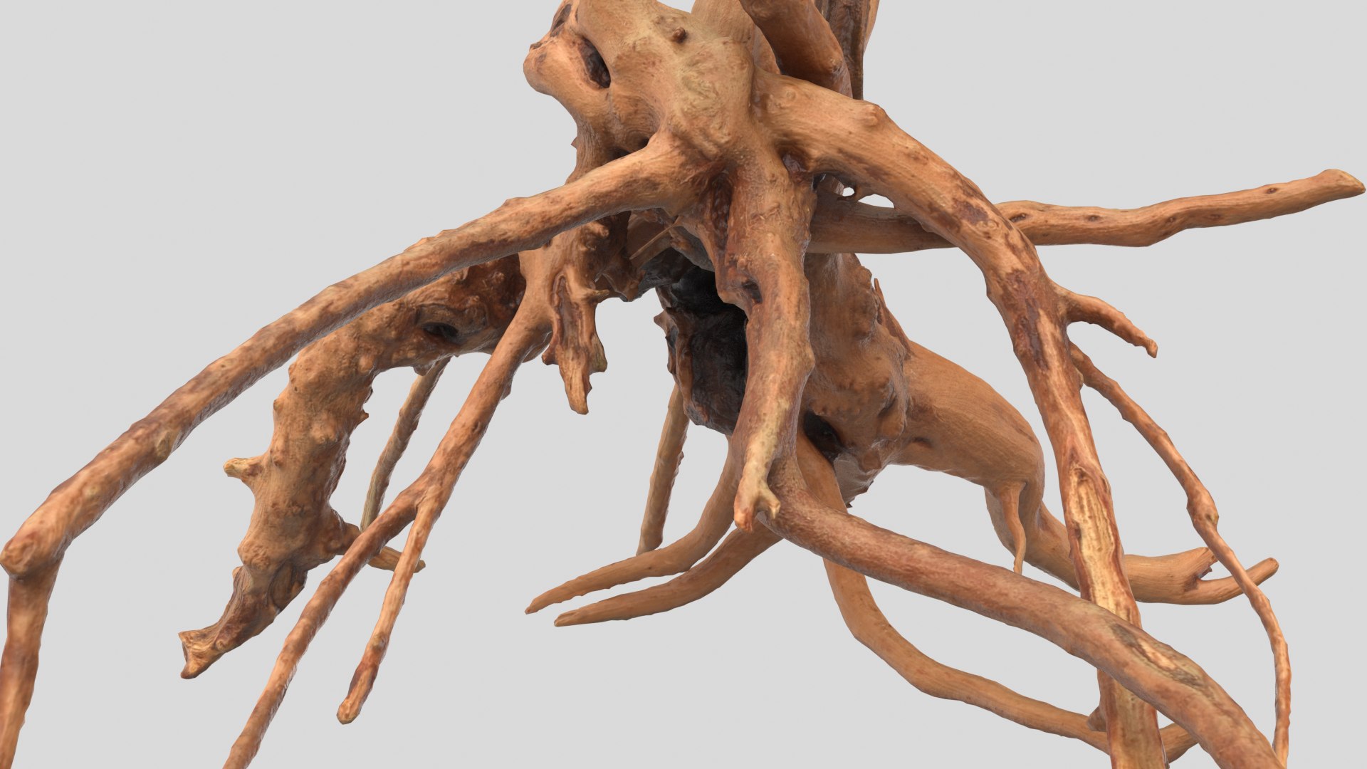 3D model tree root - TurboSquid 1633961