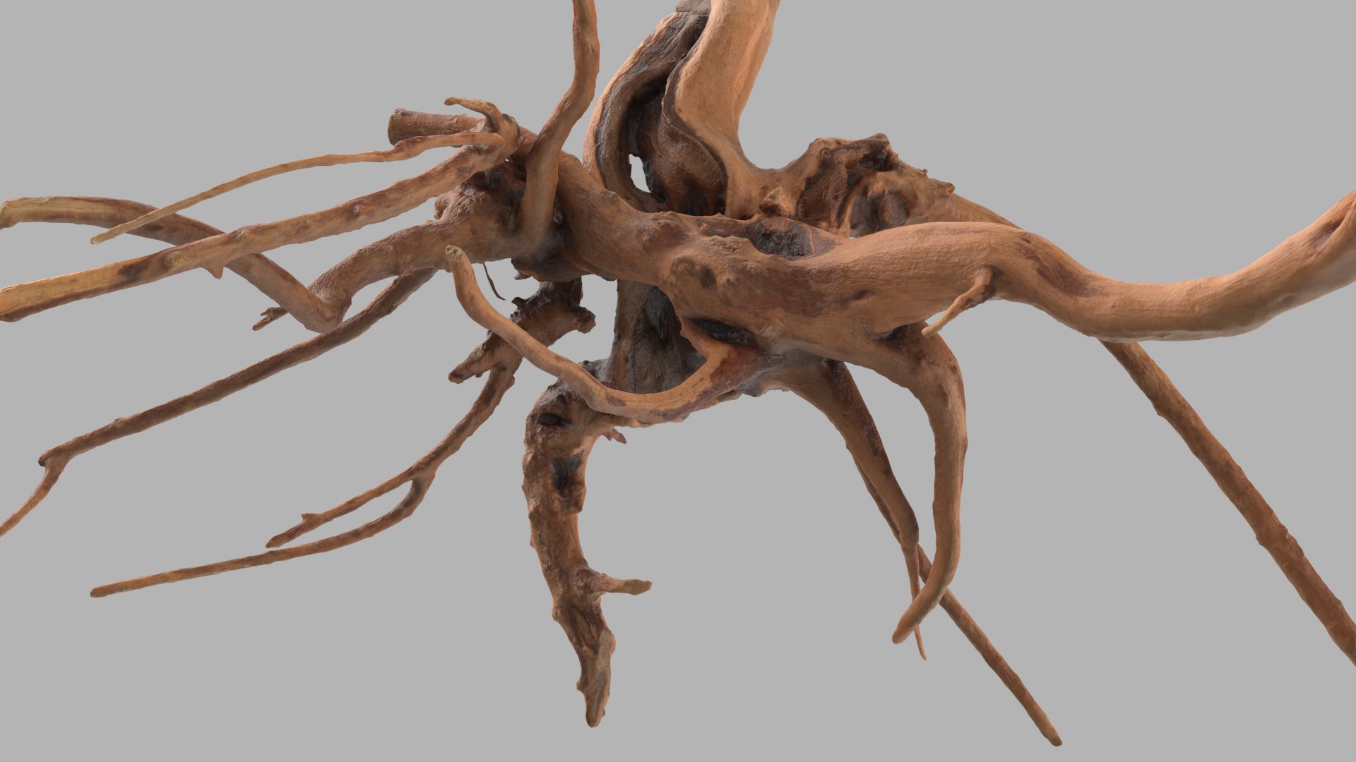 3D model tree root - TurboSquid 1633961