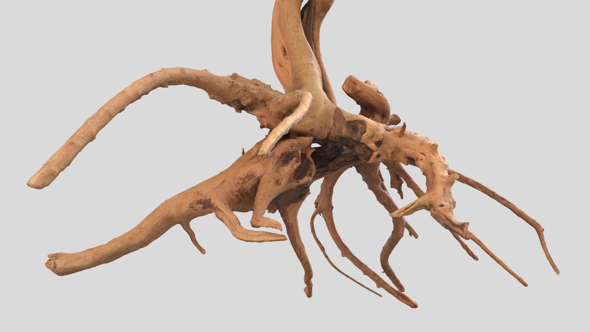 3D model tree root - TurboSquid 1633961