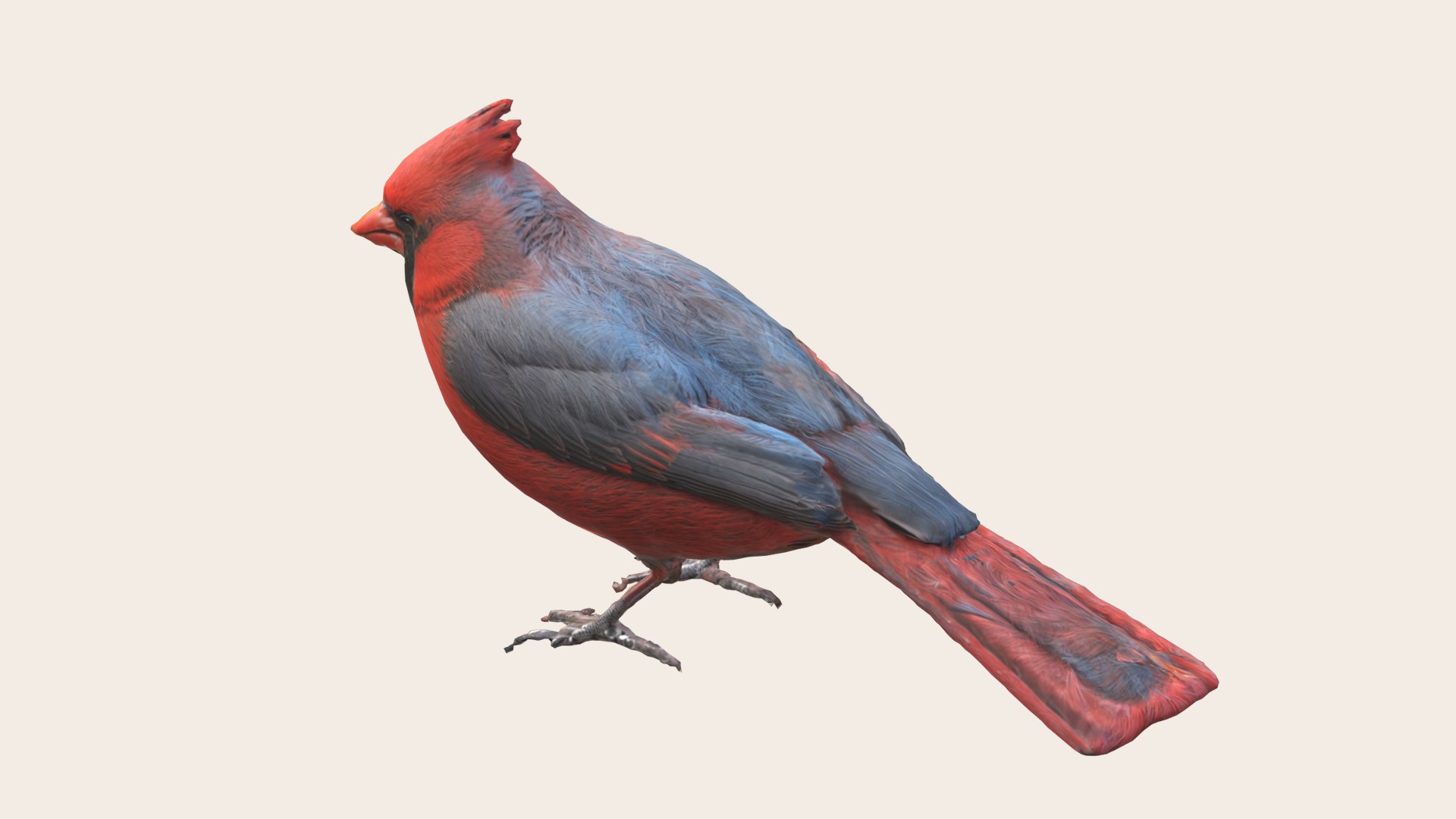 Northern Cardinal Bird 3D - TurboSquid 2269430