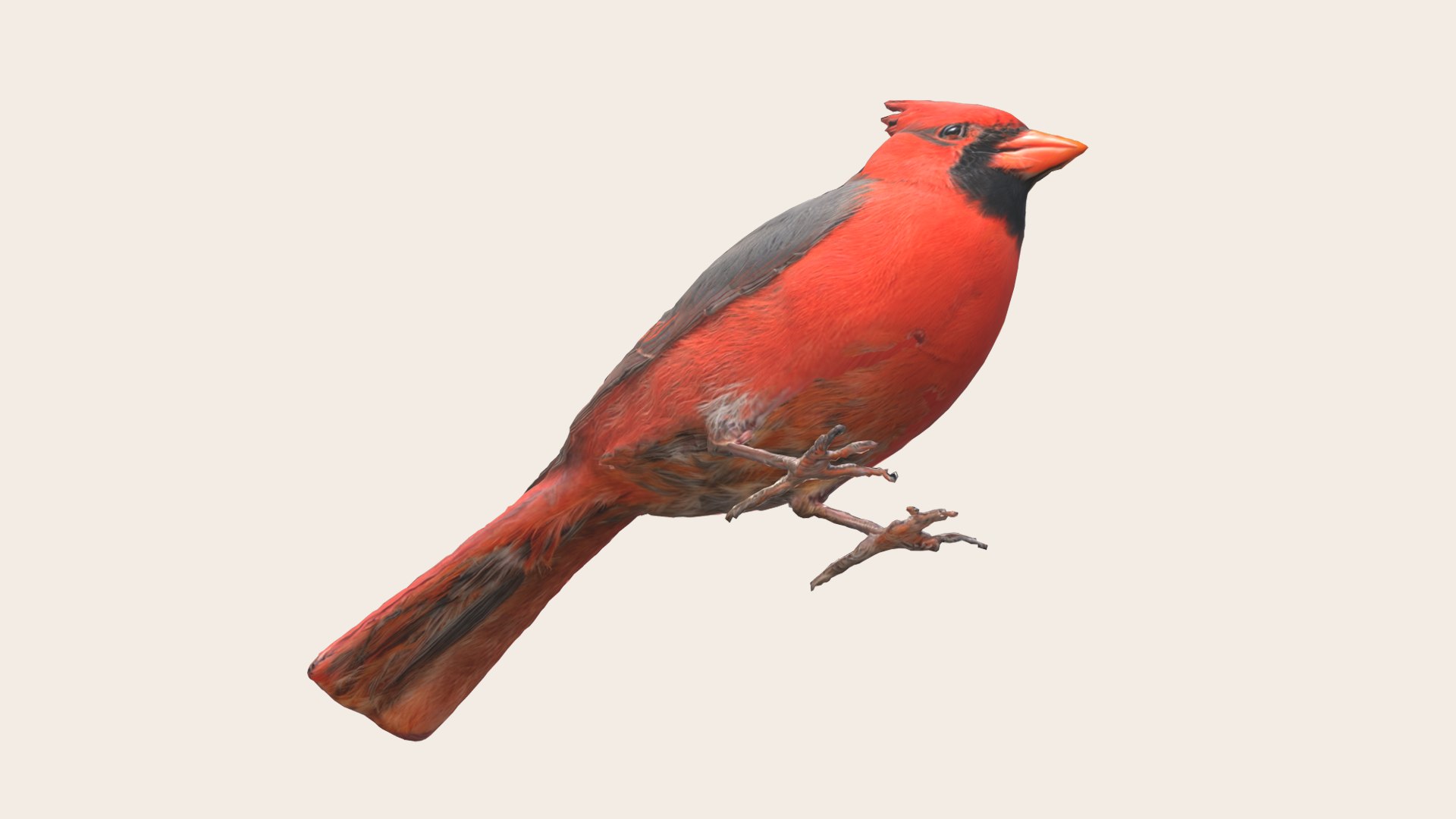 Northern Cardinal Bird 3D - TurboSquid 2269430