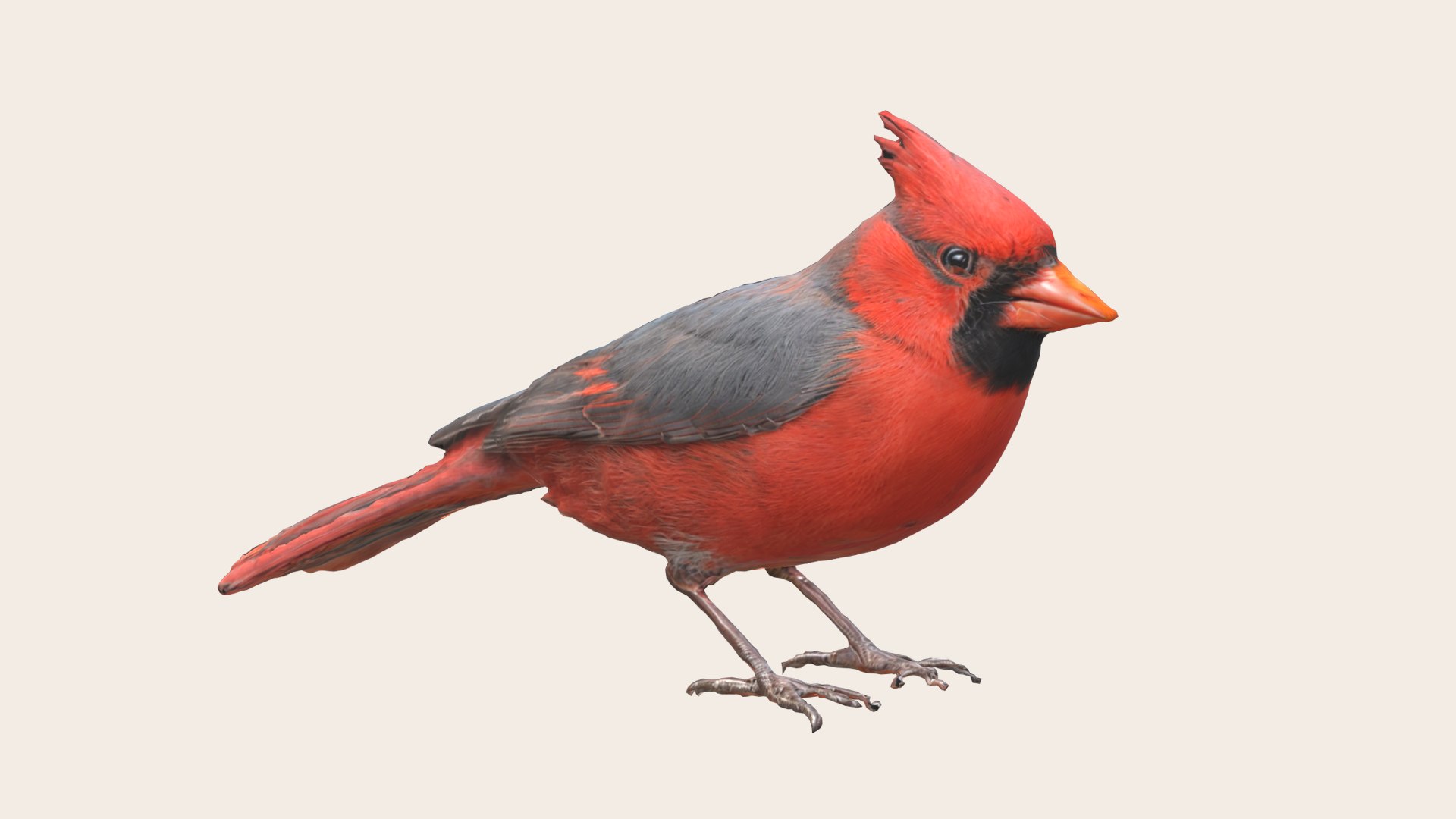 Northern Cardinal Bird 3D - TurboSquid 2269430