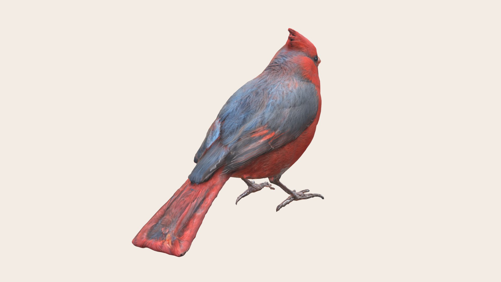 Northern Cardinal Bird 3D - TurboSquid 2269430
