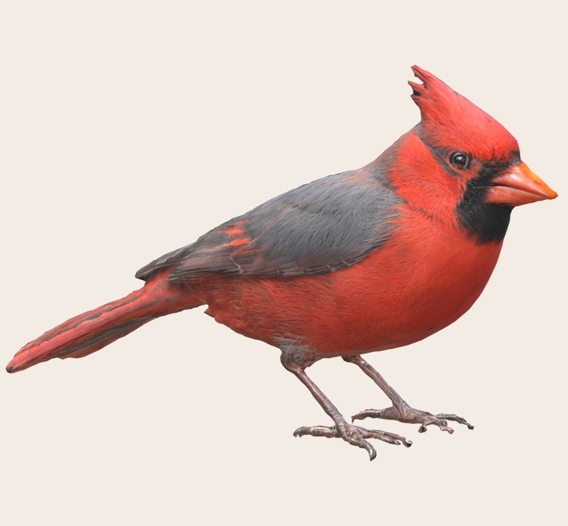 Northern Cardinal Bird 3D - TurboSquid 2269430