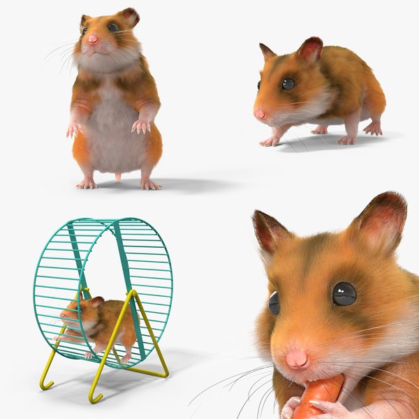 modèle 3D de Ensemble animé de fourrure de hamster doré pour Blender ...