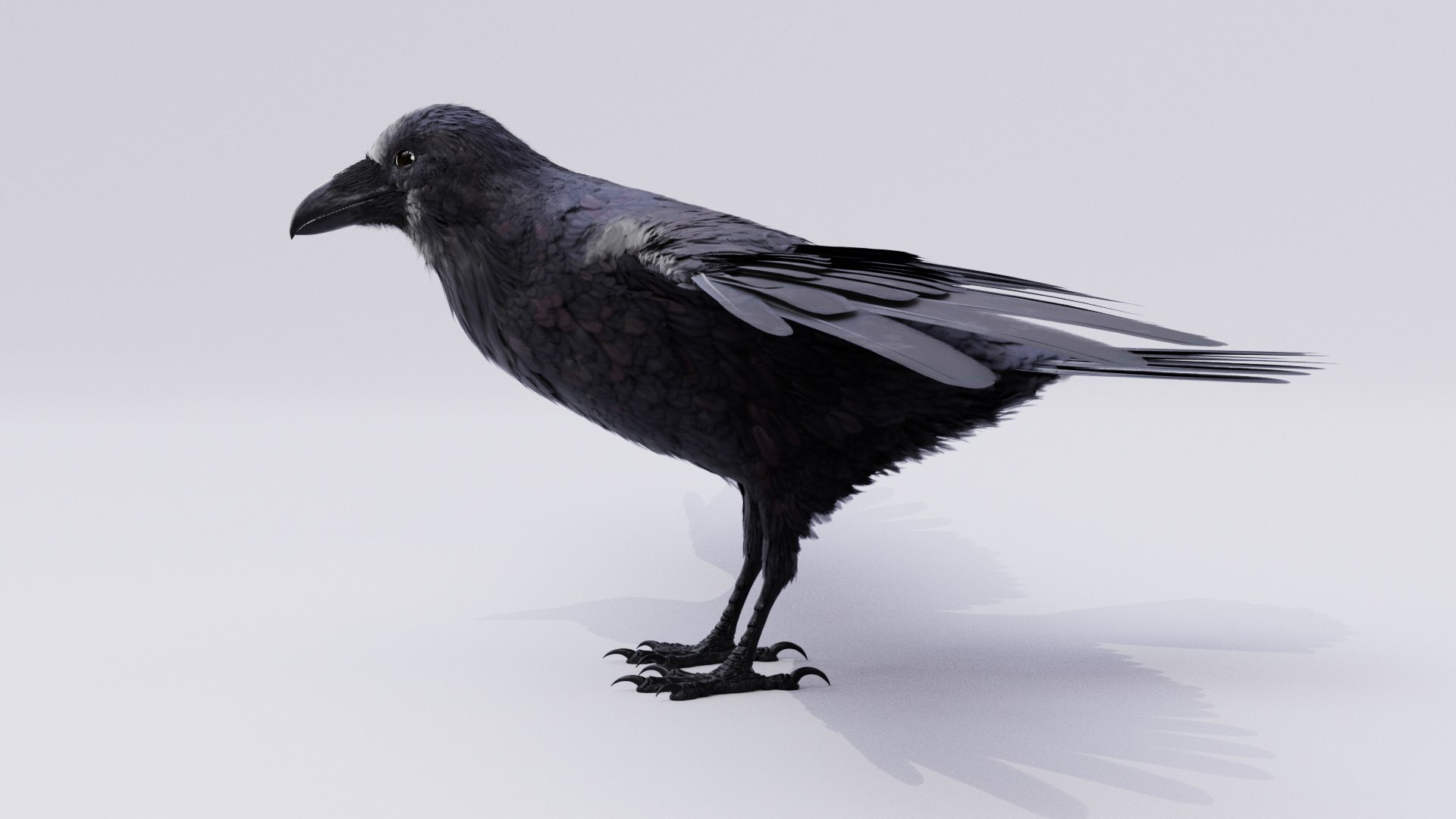 3D Raven - TurboSquid 1912919