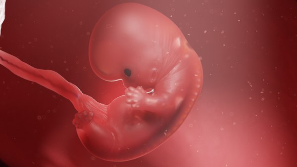 Fetus Anatomy Week 8 Static 3D model - TurboSquid 1845638