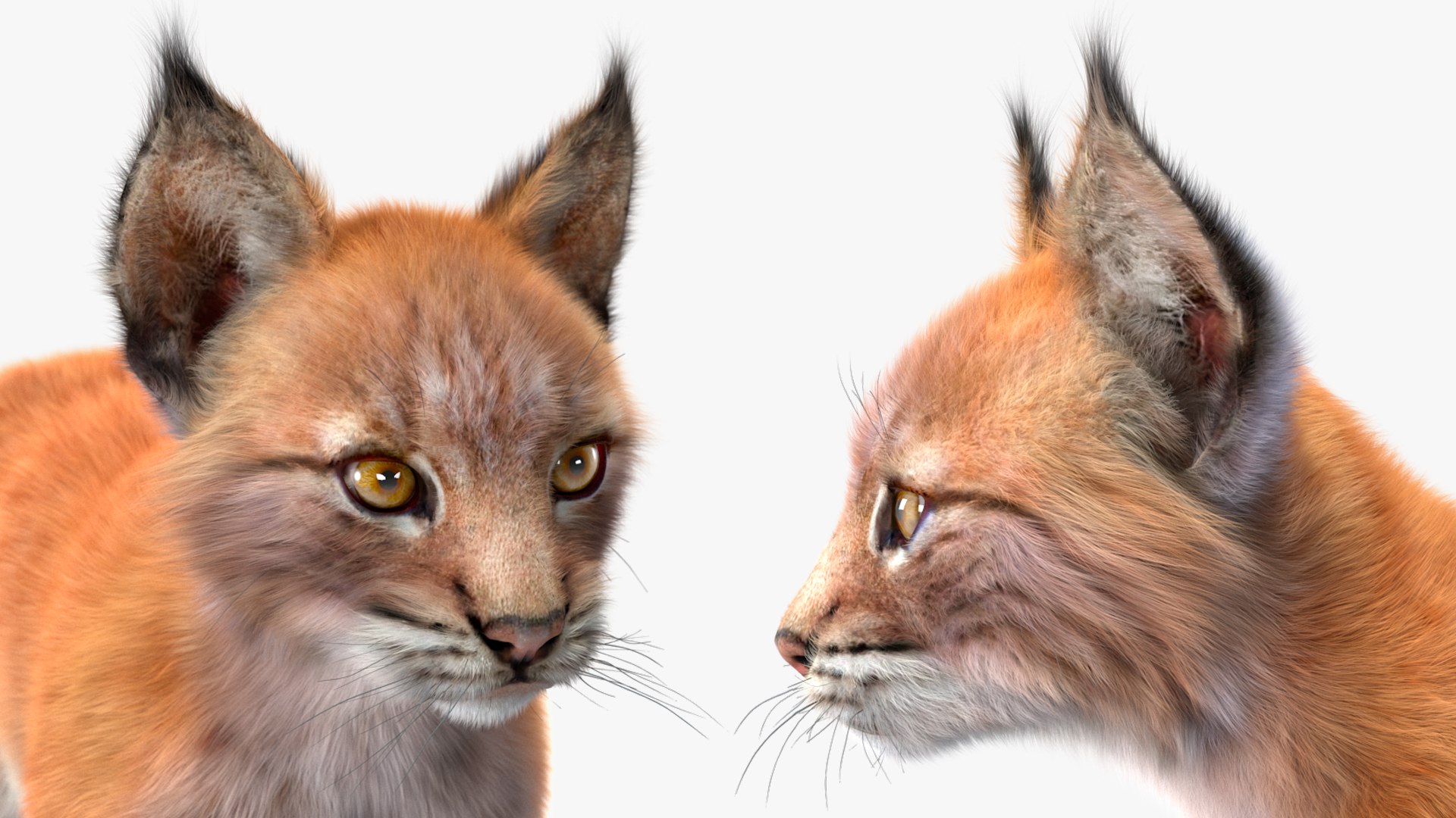 Lynx Cub Fur 3D Model - TurboSquid 2359080
