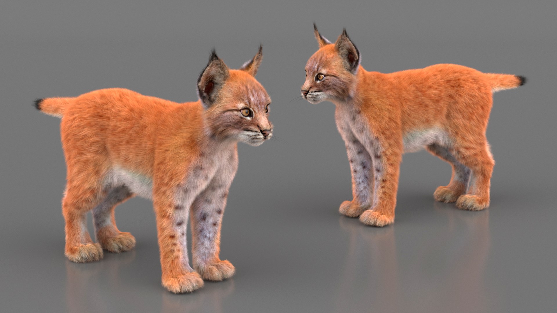 Lynx Cub Fur 3D Model - TurboSquid 2359080