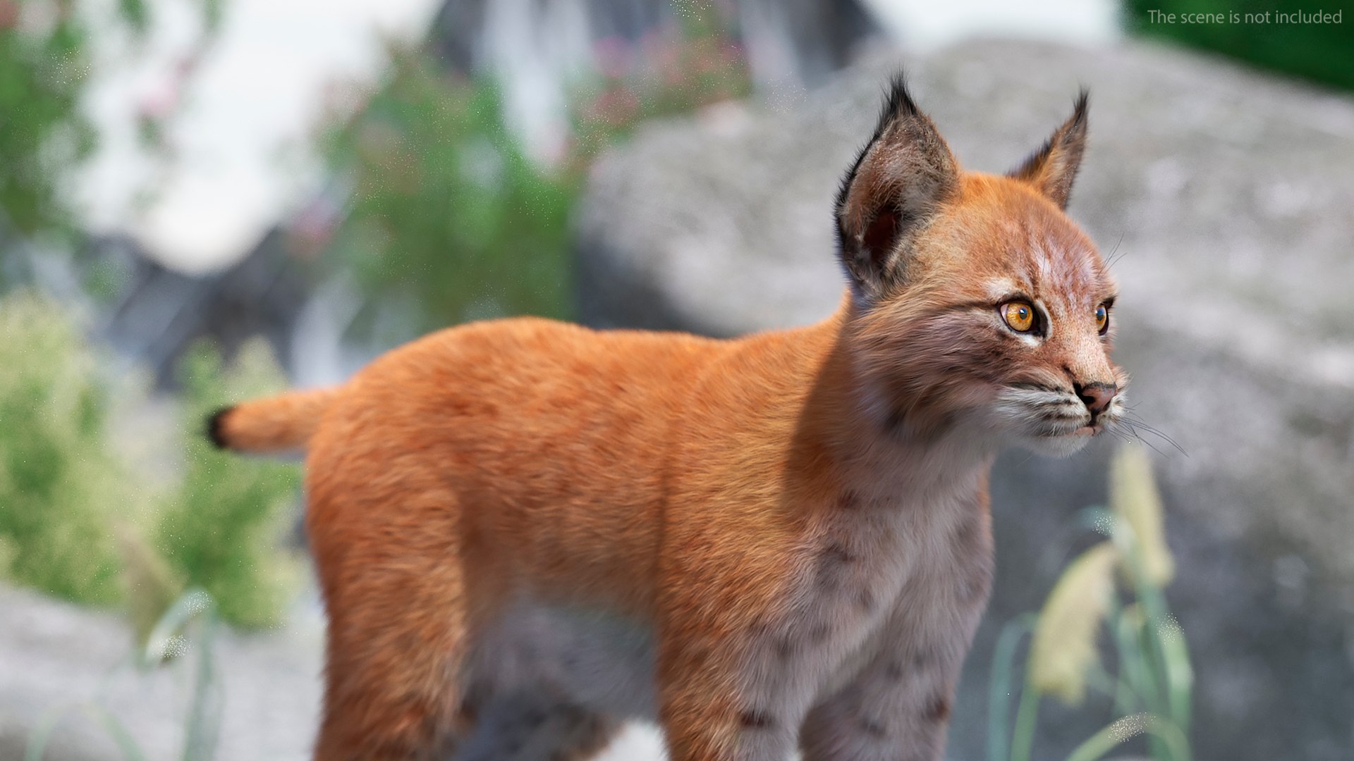 Lynx Cub Fur 3D Model - TurboSquid 2359080