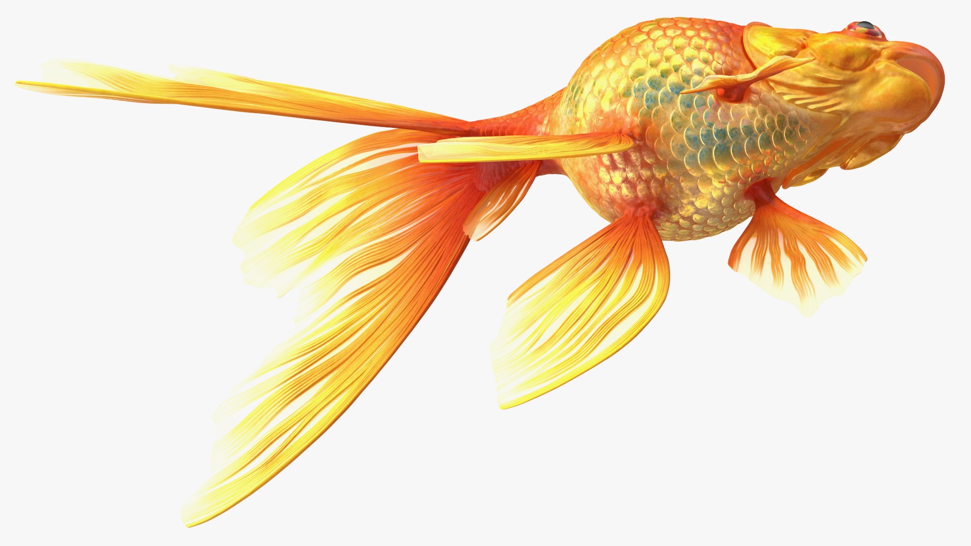 Orange Fancy Fantail Goldfish Rigged 3D Model - TurboSquid 1760367