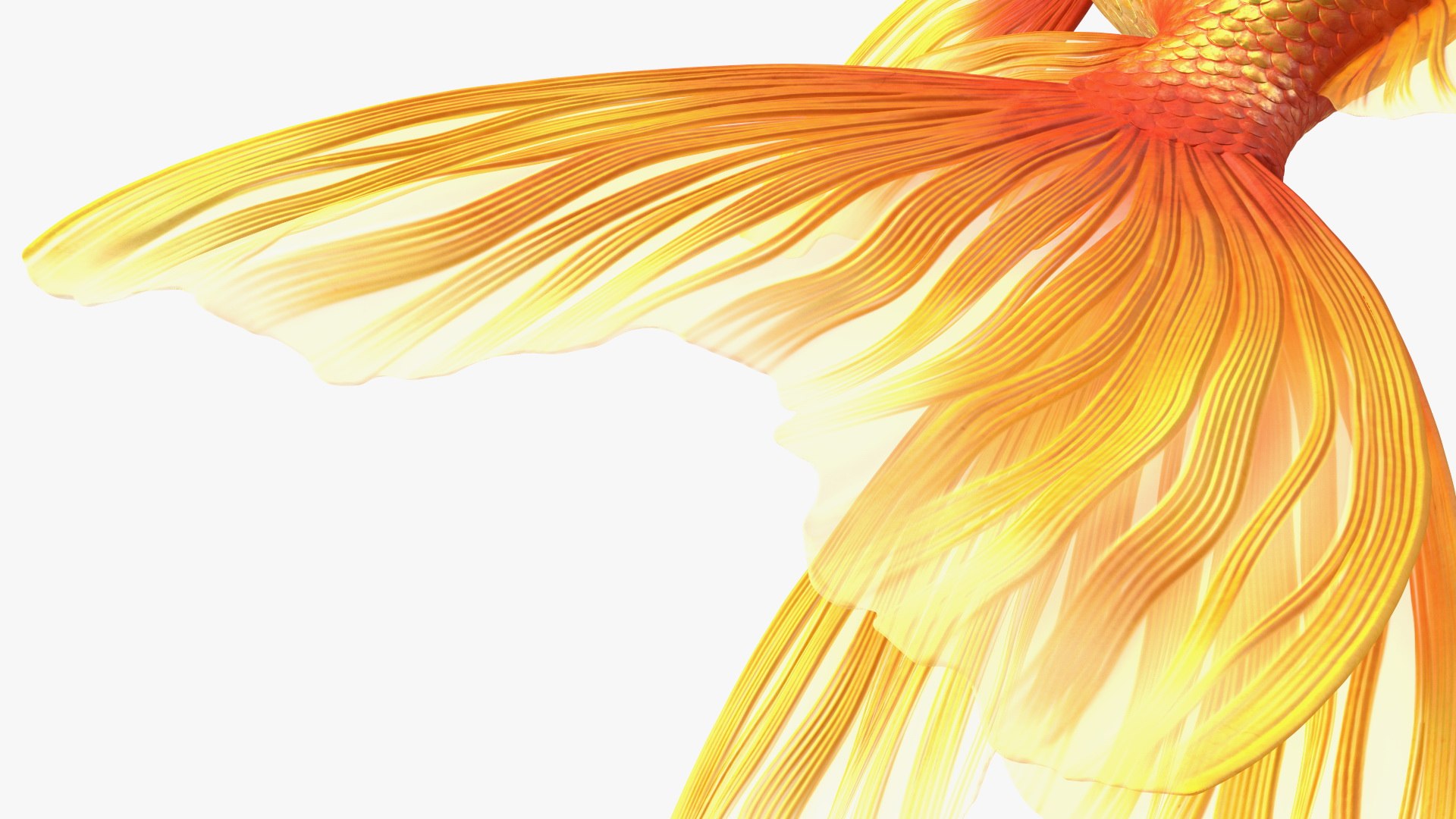 Orange Fancy Fantail Goldfish Rigged 3D Model - TurboSquid 1760367