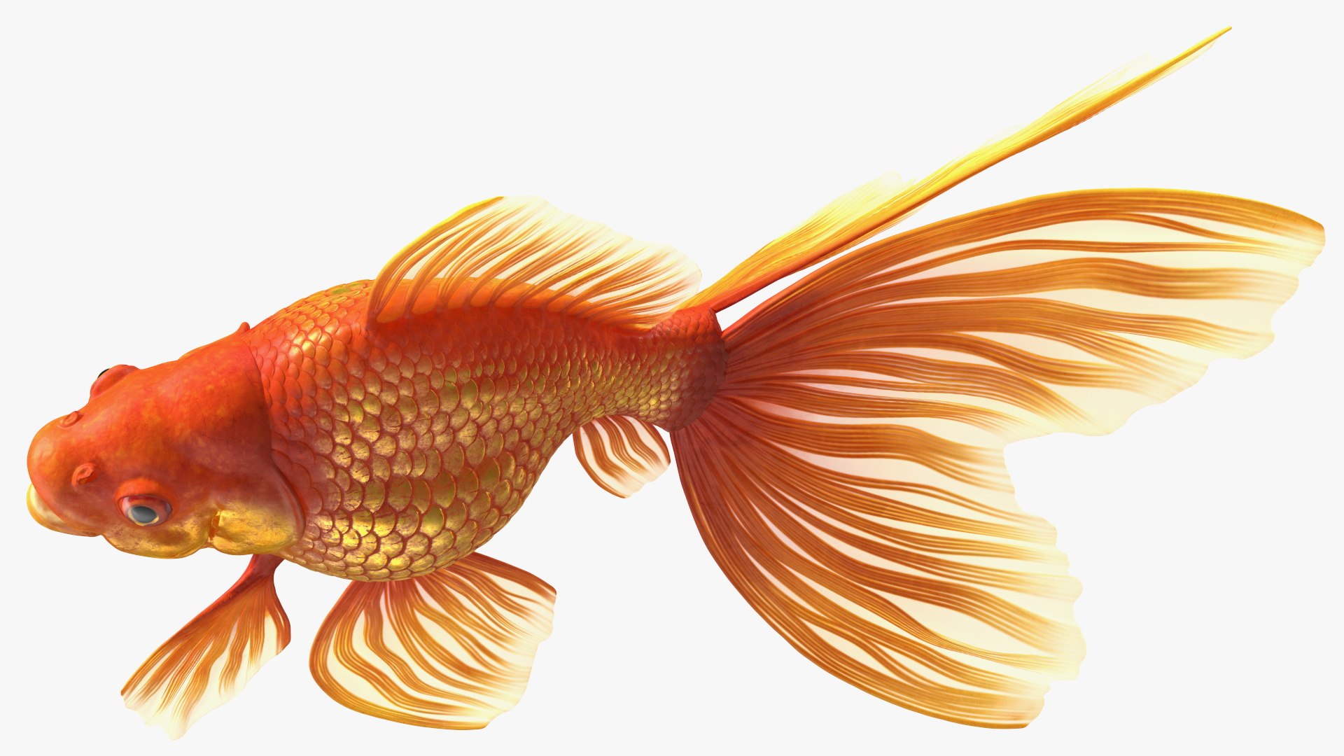 Orange Fancy Fantail Goldfish Rigged 3D Model - TurboSquid 1760367