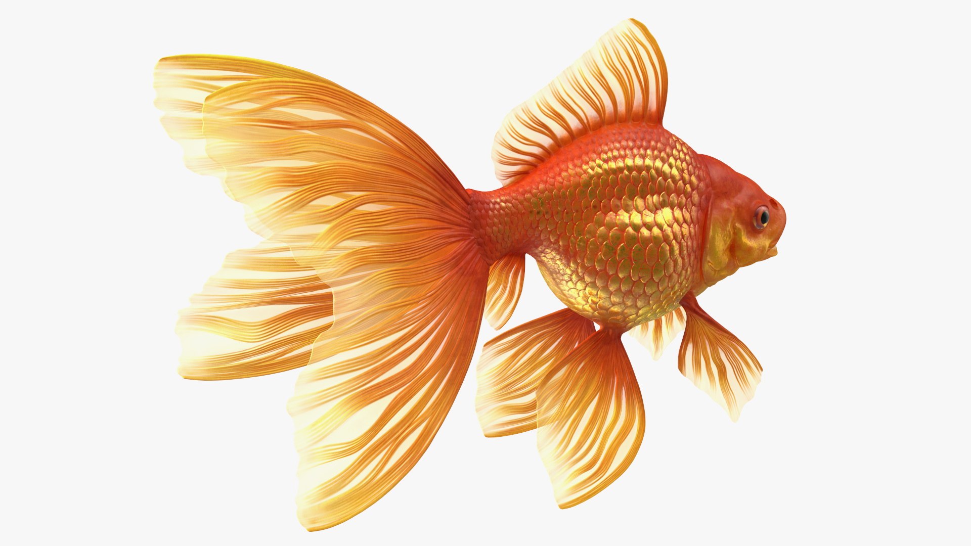 Orange Fancy Fantail Goldfish Rigged 3D Model - TurboSquid 1760367
