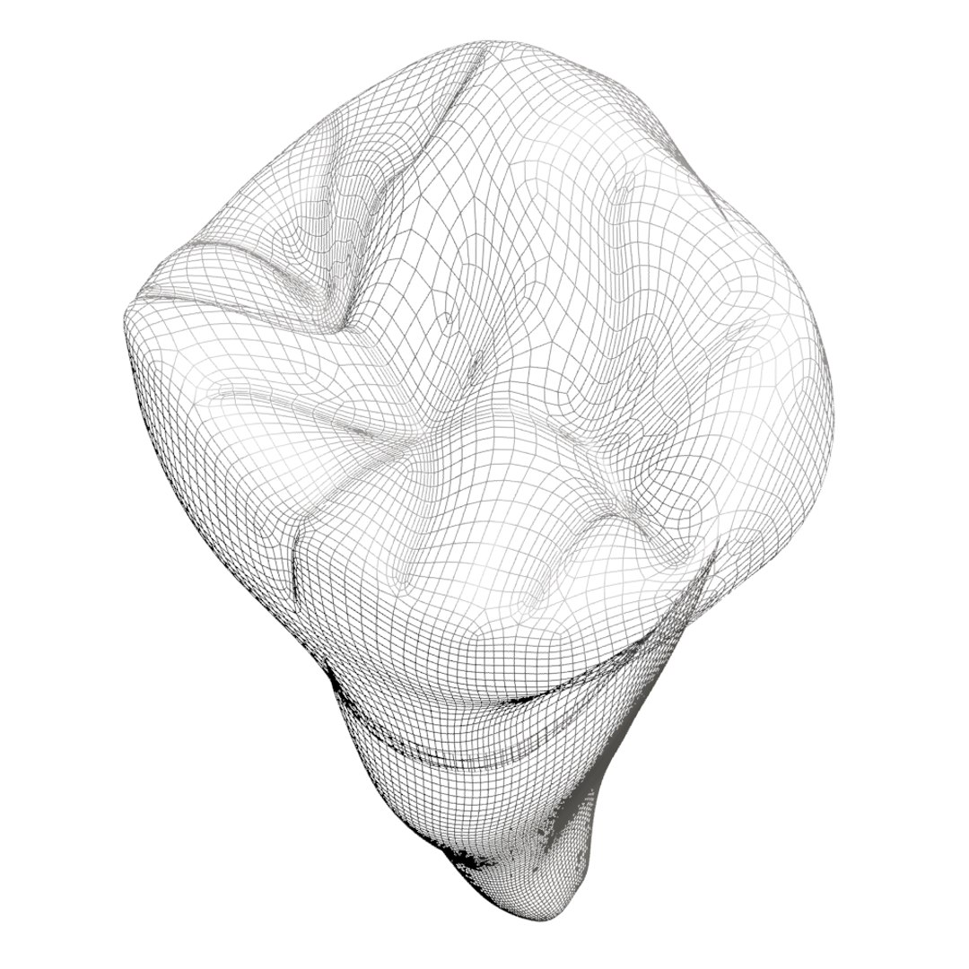 Second Premolar 3d Max
