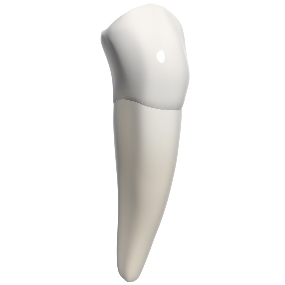 Second Premolar 3d Max