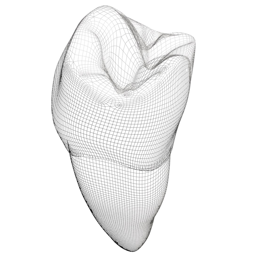 Second Premolar 3d Max