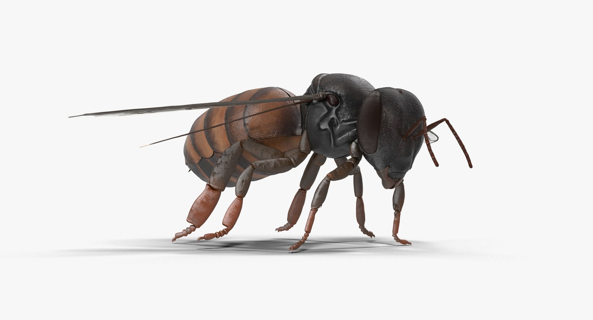 3d Bee