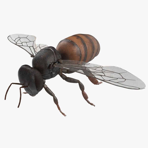 3d bee