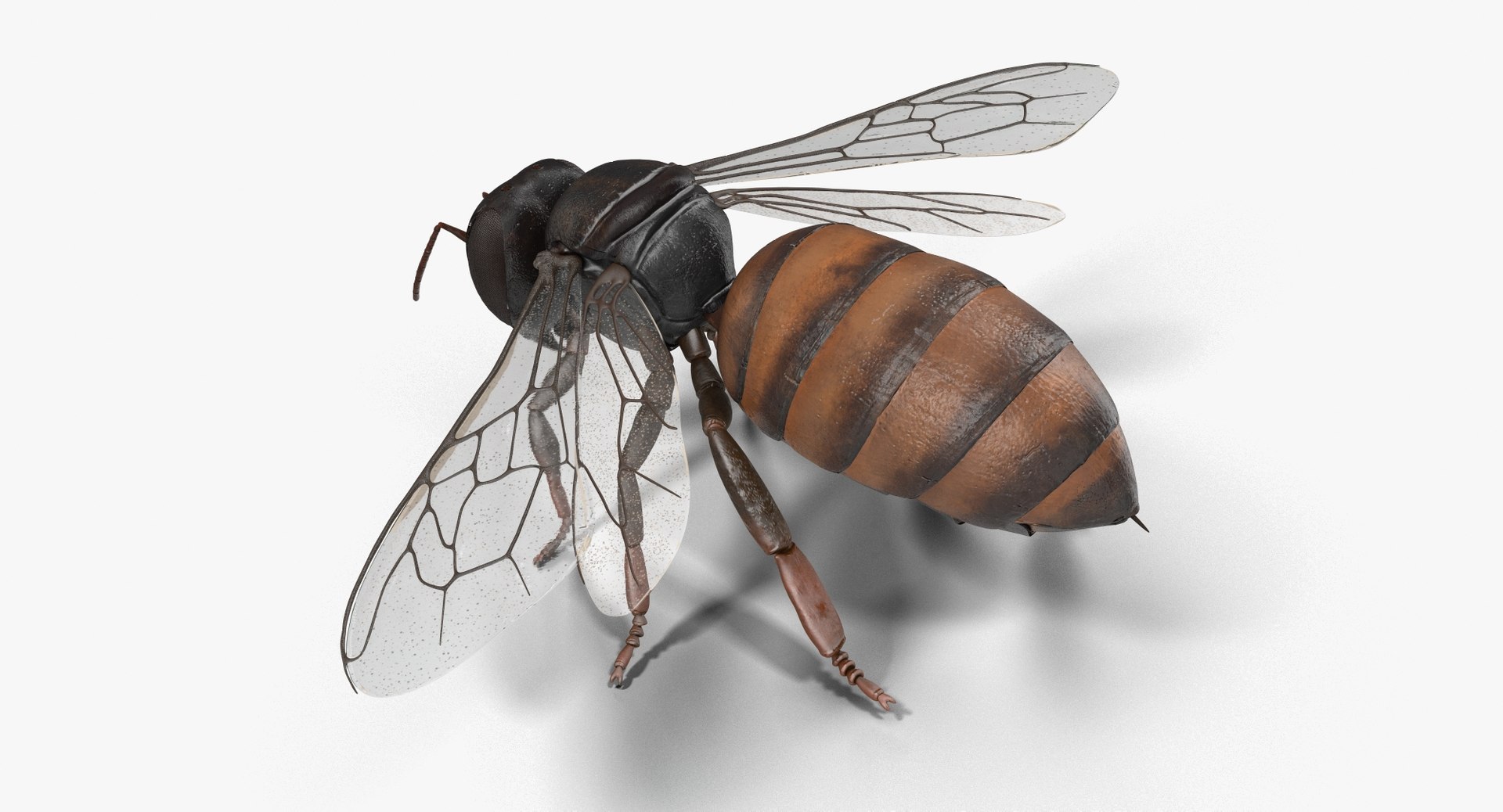 3d Bee