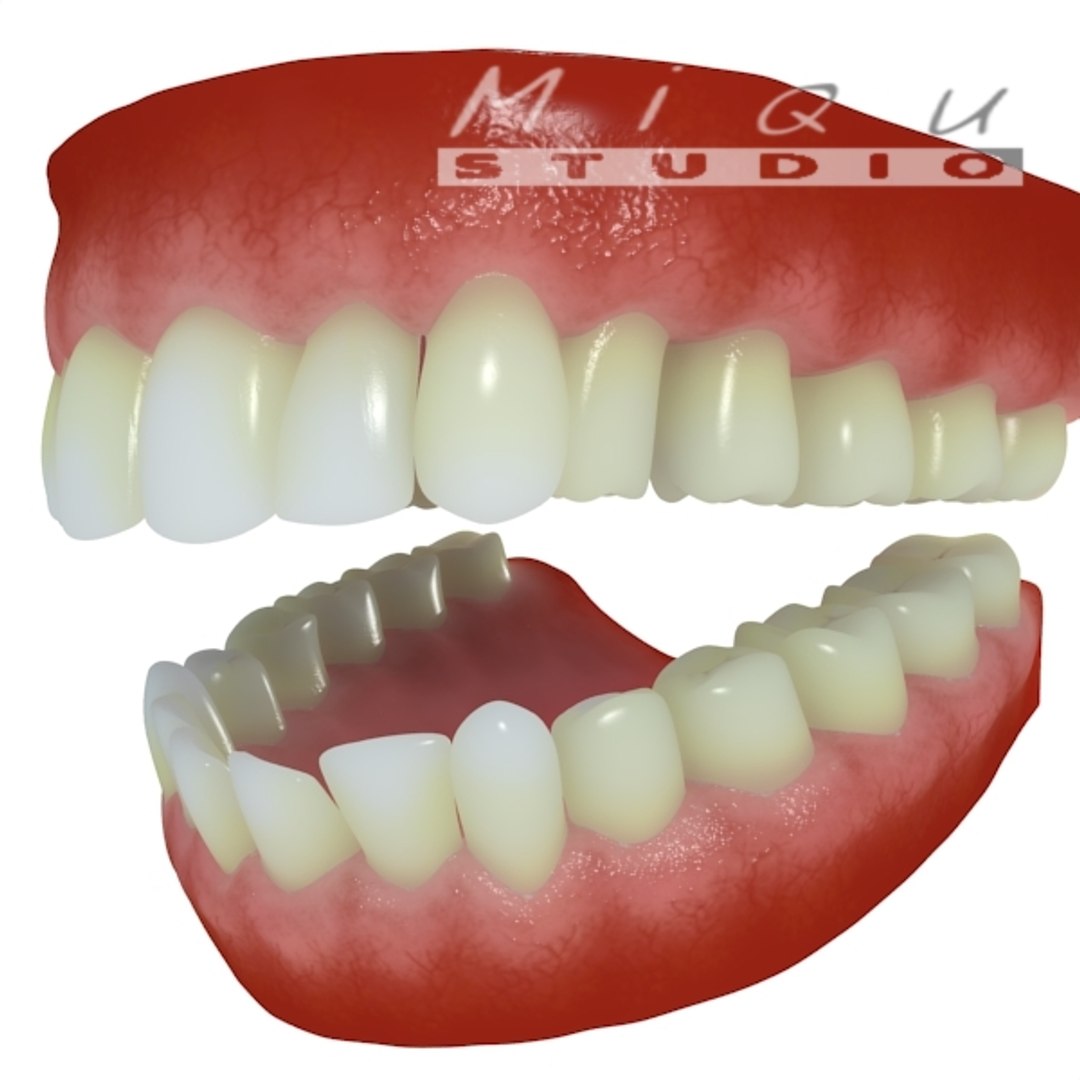 Realistic Human Teeth Gums 3ds
