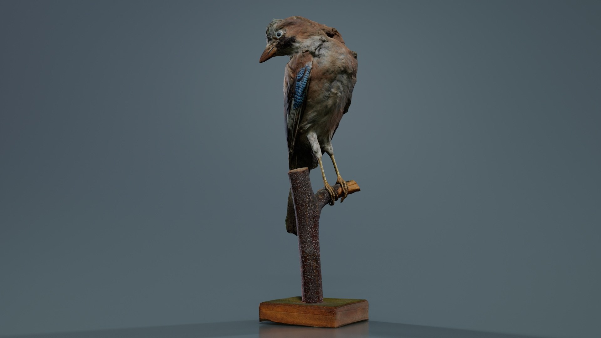 Eurasian Jay Garrulus Glandarius Remastered Model - TurboSquid 2359506