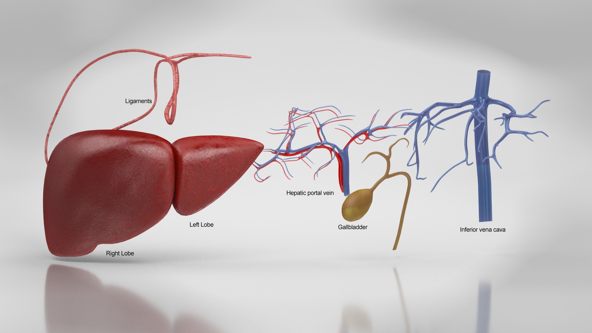 3D Liver Anatomy model - TurboSquid 1821345