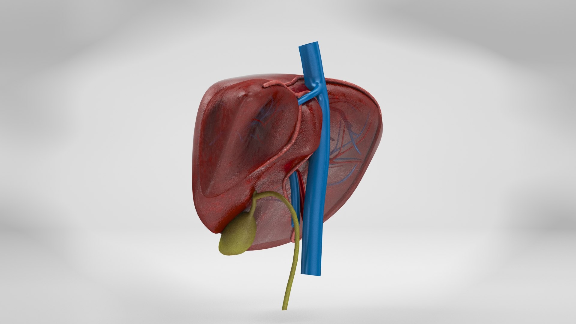3D Liver Anatomy Model - TurboSquid 1821345
