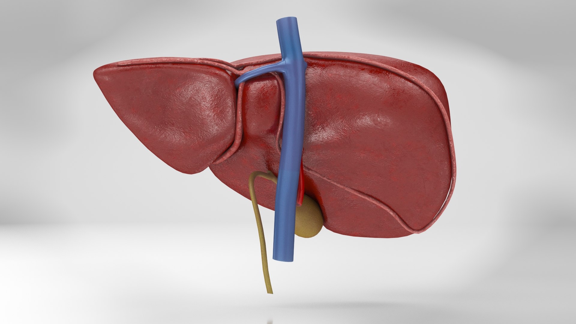 3D Liver Anatomy Model - TurboSquid 1821345