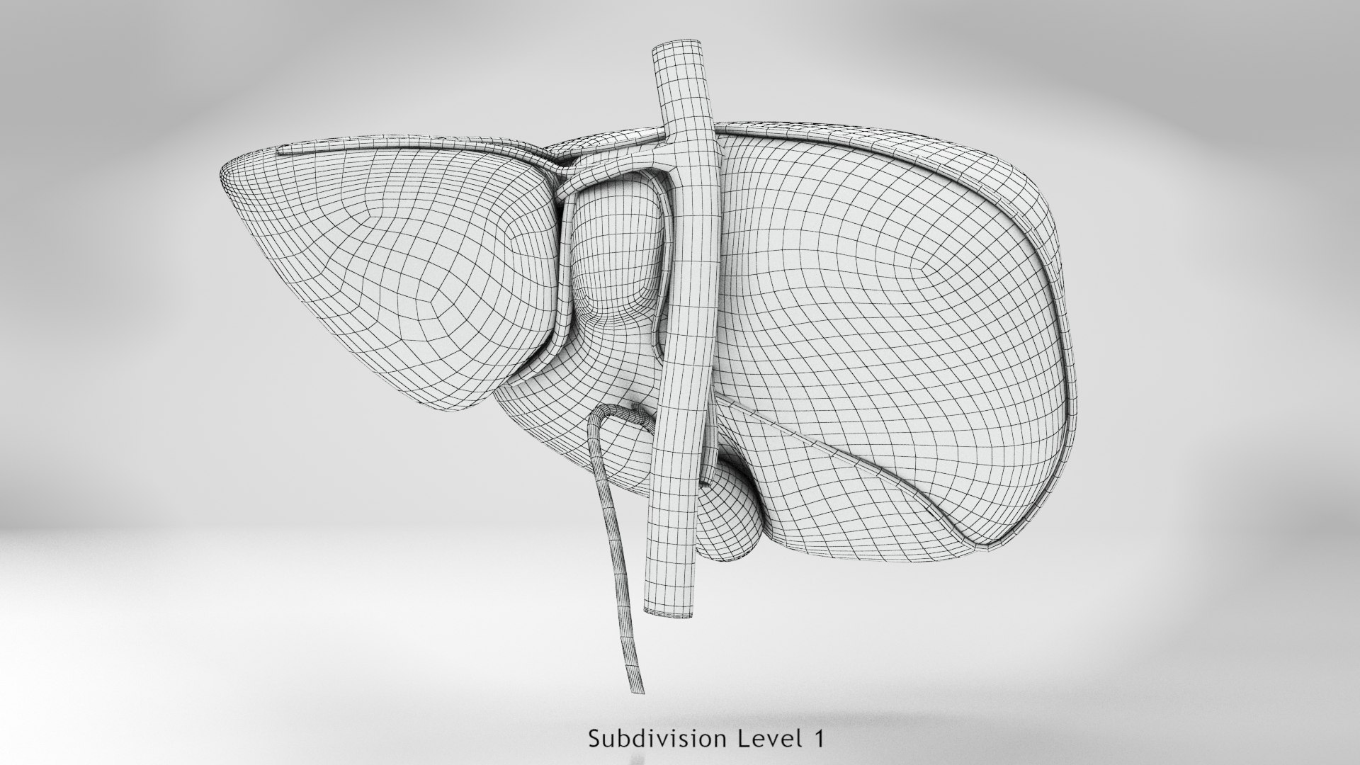 3D Liver Anatomy Model - TurboSquid 1821345