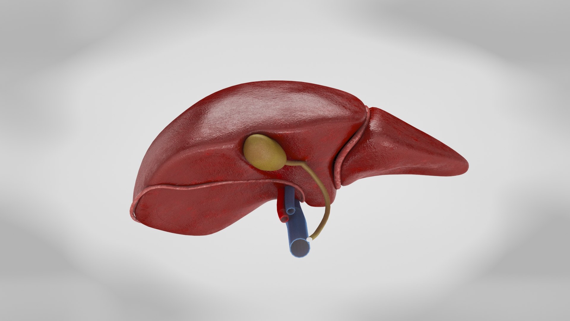 3D Liver Anatomy model - TurboSquid 1821345