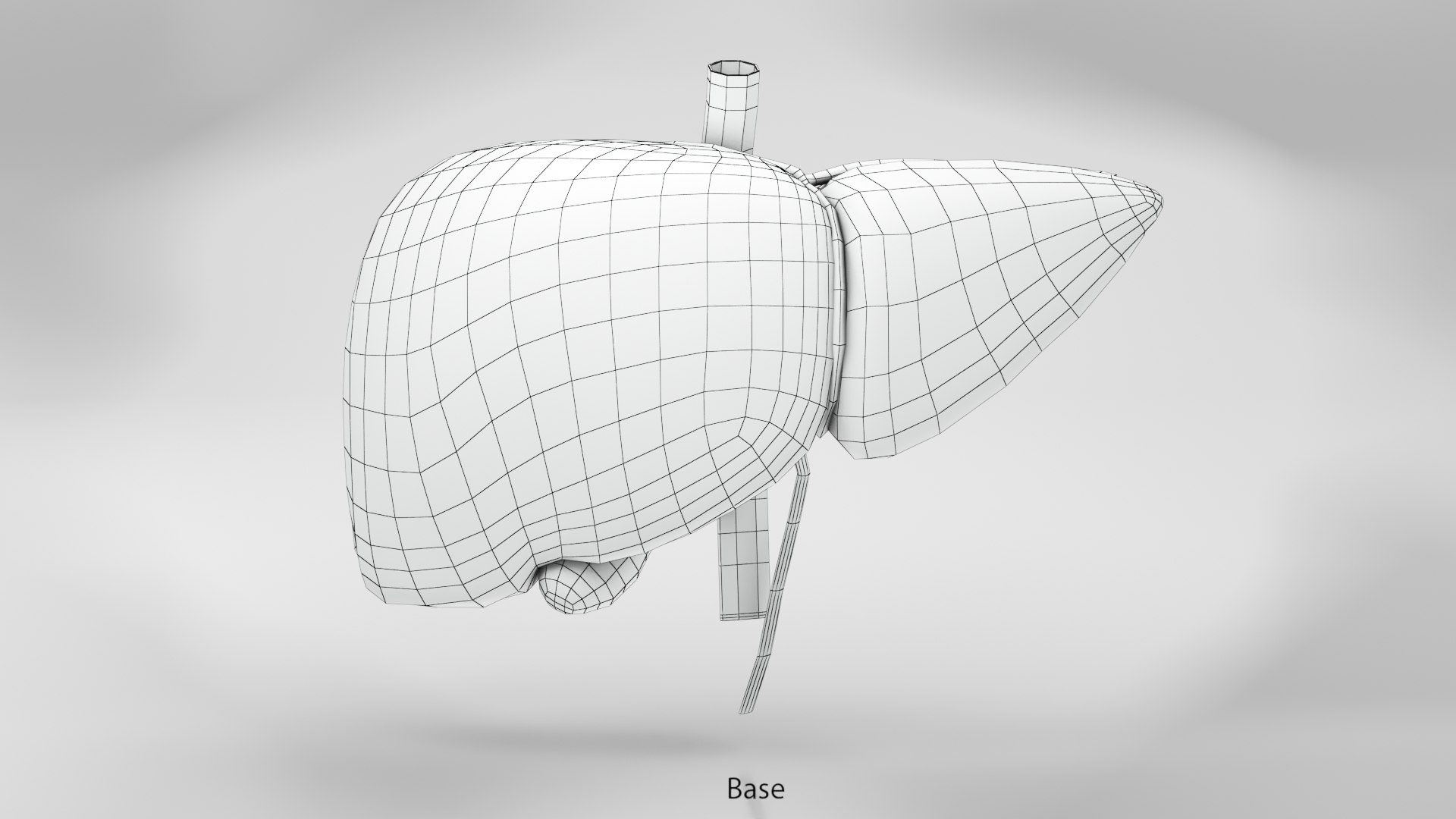 3D Liver Anatomy Model - TurboSquid 1821345
