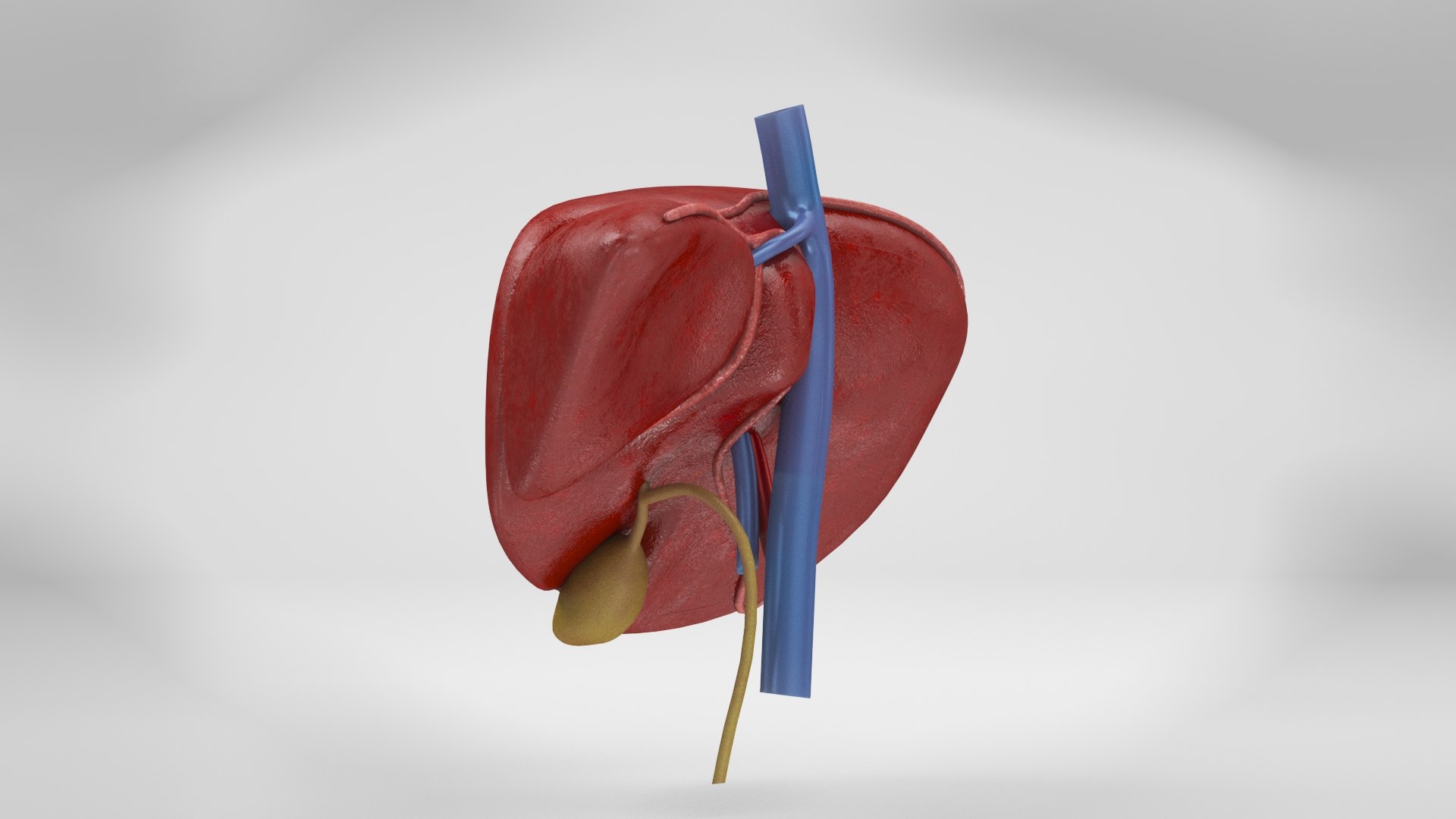 3D Liver Anatomy Model - TurboSquid 1821345