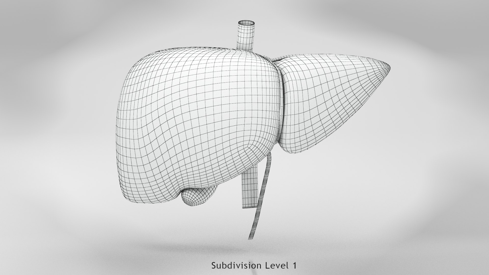 3D Liver Anatomy Model - TurboSquid 1821345