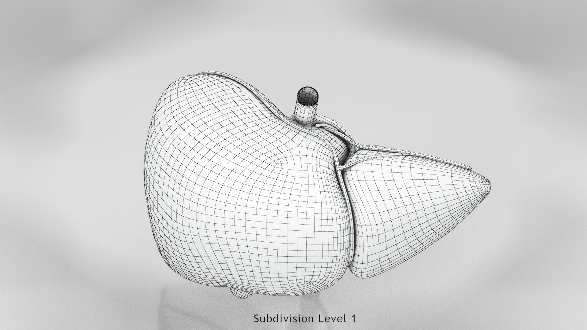 3D Liver Anatomy model - TurboSquid 1821345