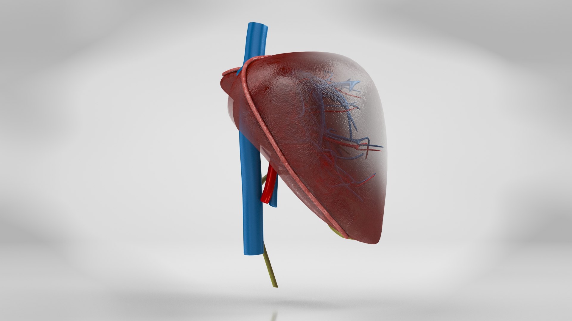 3D Liver Anatomy Model - TurboSquid 1821345