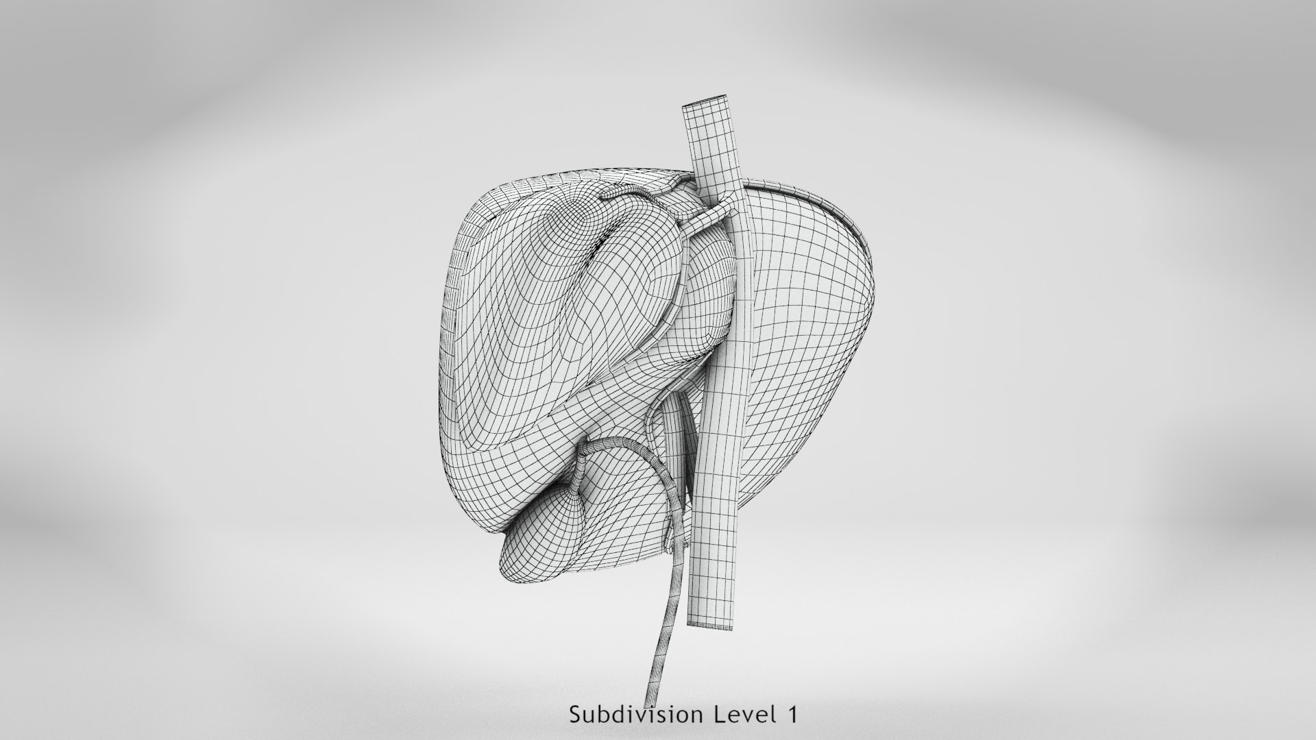 3D Liver Anatomy model - TurboSquid 1821345