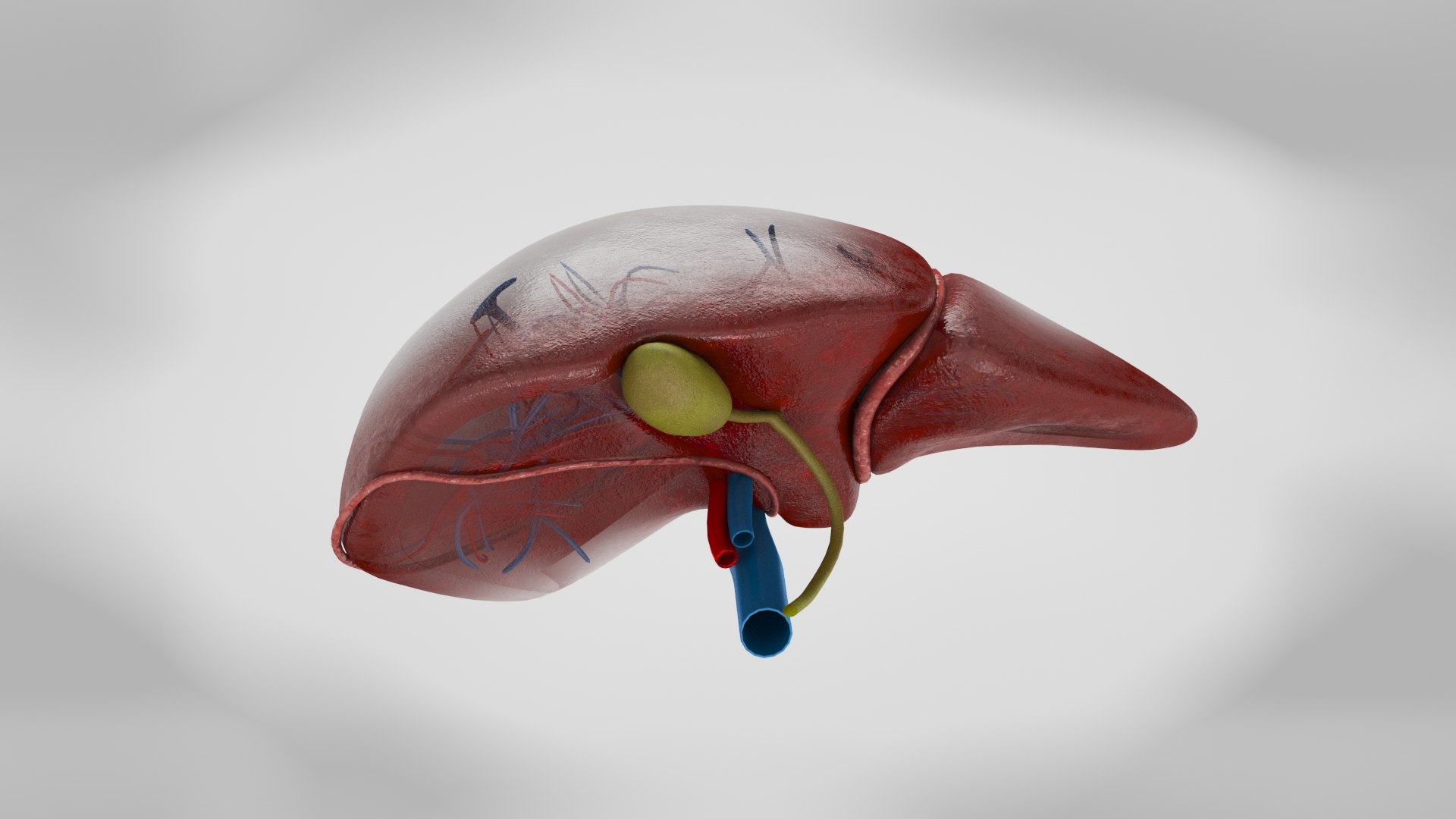 3D Liver Anatomy model - TurboSquid 1821345