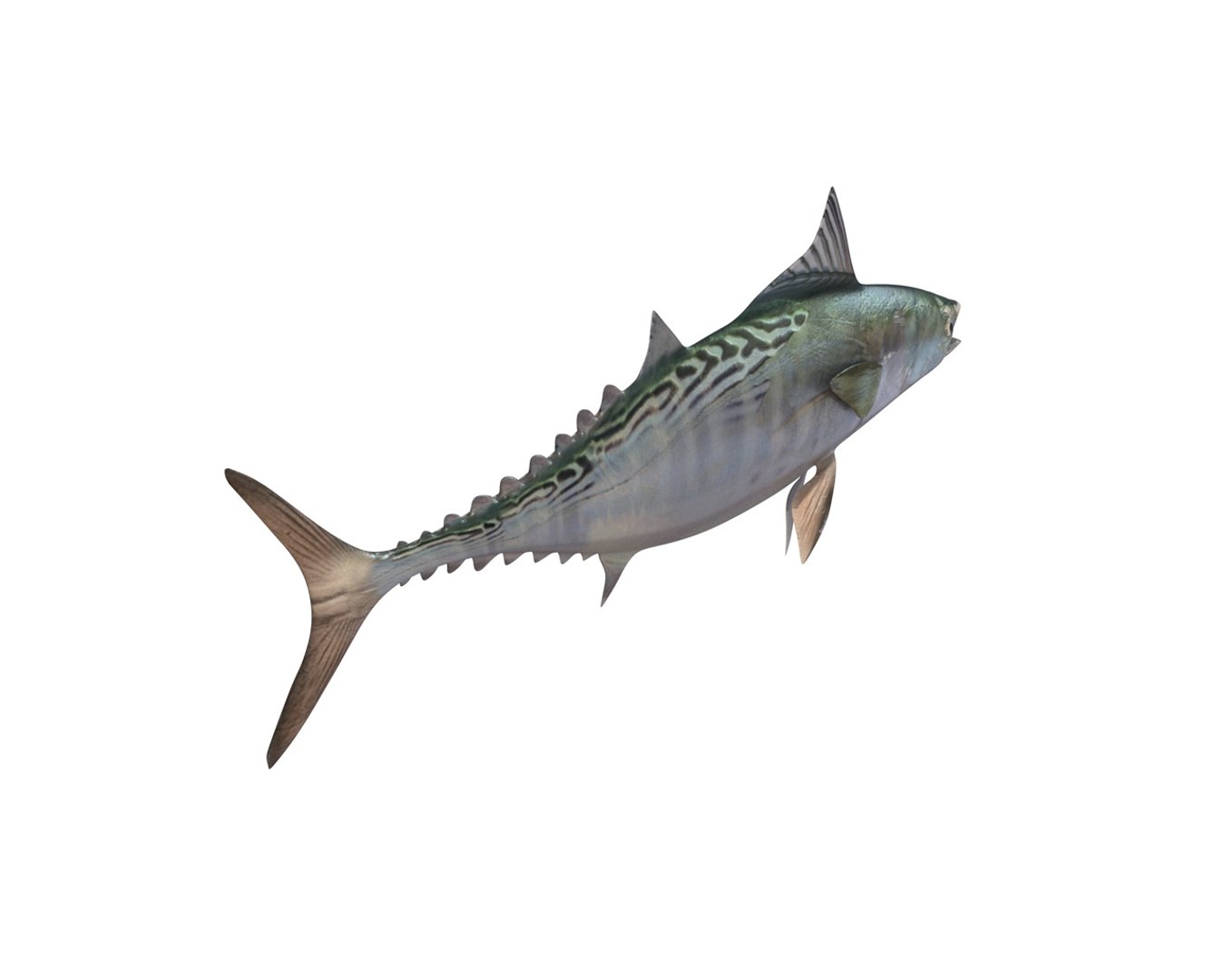 3D Fish - TurboSquid 1551937