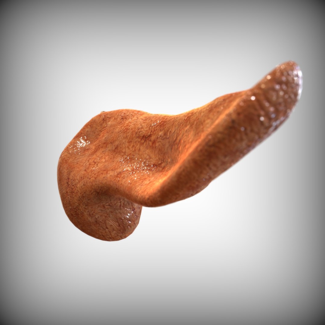 Human Pancreas 3D Model - TurboSquid 1521120