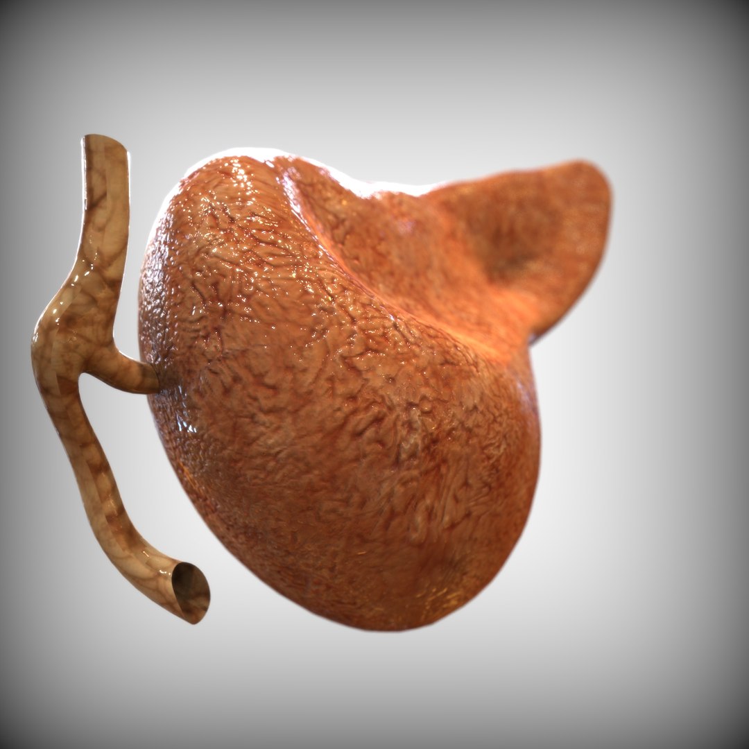 Human Pancreas 3D Model - TurboSquid 1521120