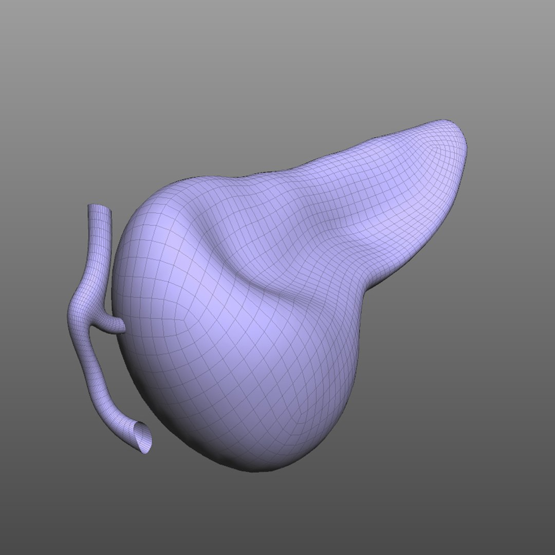 Human Pancreas 3D Model - TurboSquid 1521120