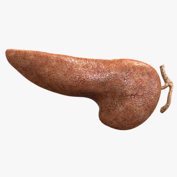 Human pancreas 3D model - TurboSquid 1521120