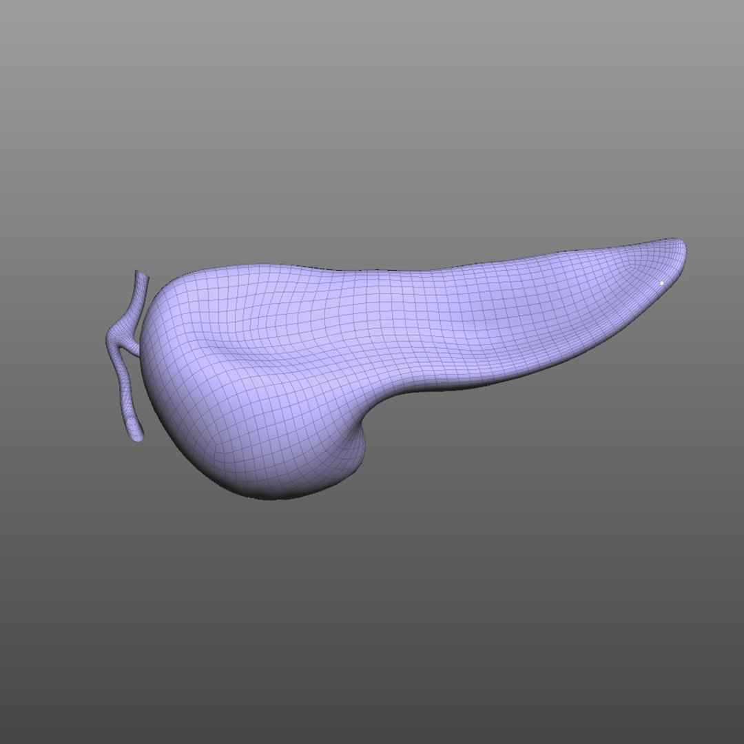 Human Pancreas 3D Model - TurboSquid 1521120