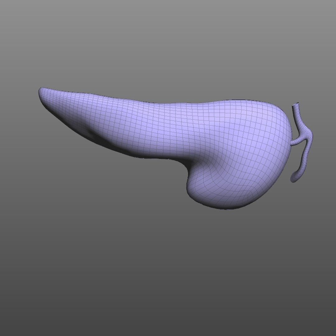 Human Pancreas 3D Model - TurboSquid 1521120