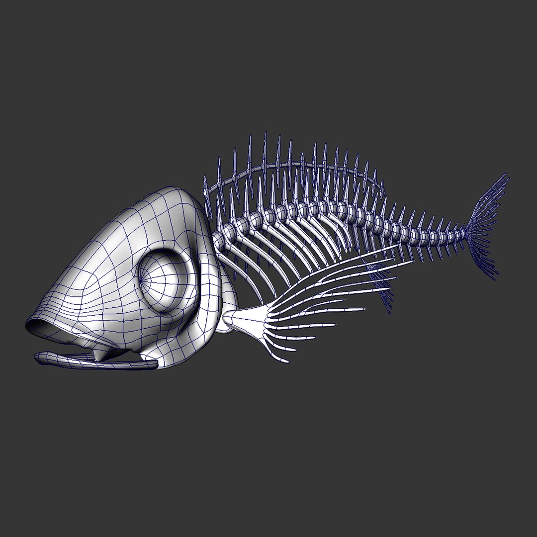 Fish Skeleton Animal Obj