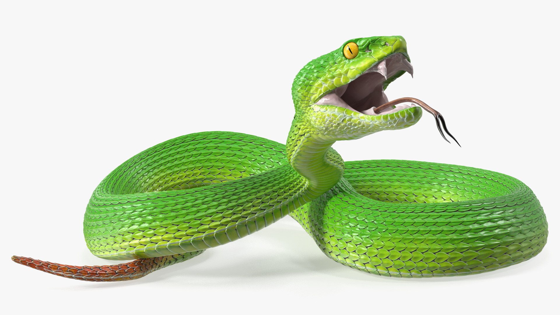 3D Attacking Green Snake Trimeresurus - TurboSquid 2105579