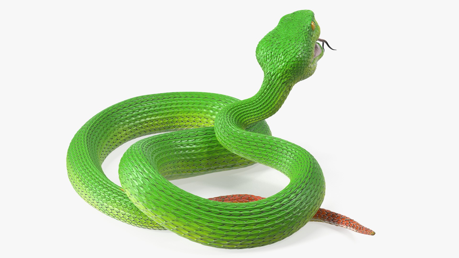 3D Attacking Green Snake Trimeresurus - TurboSquid 2105579