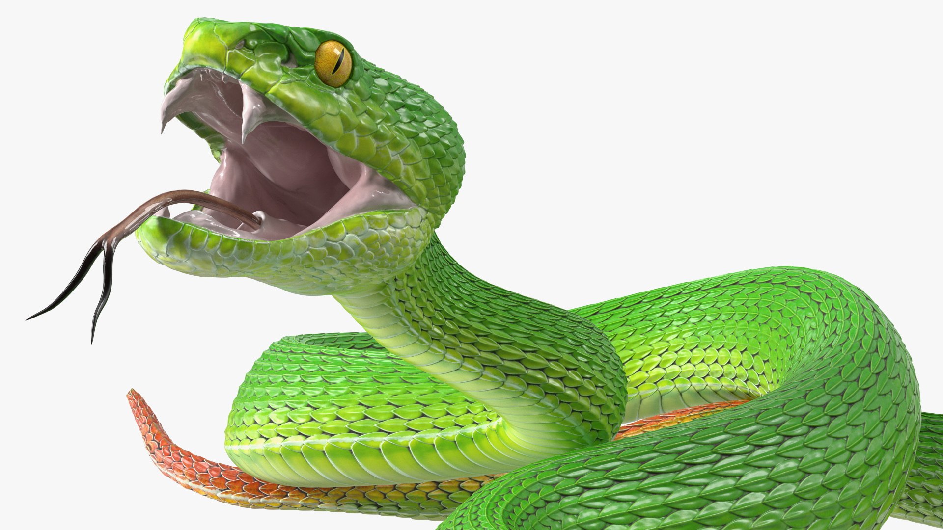 3D Attacking Green Snake Trimeresurus - TurboSquid 2105579