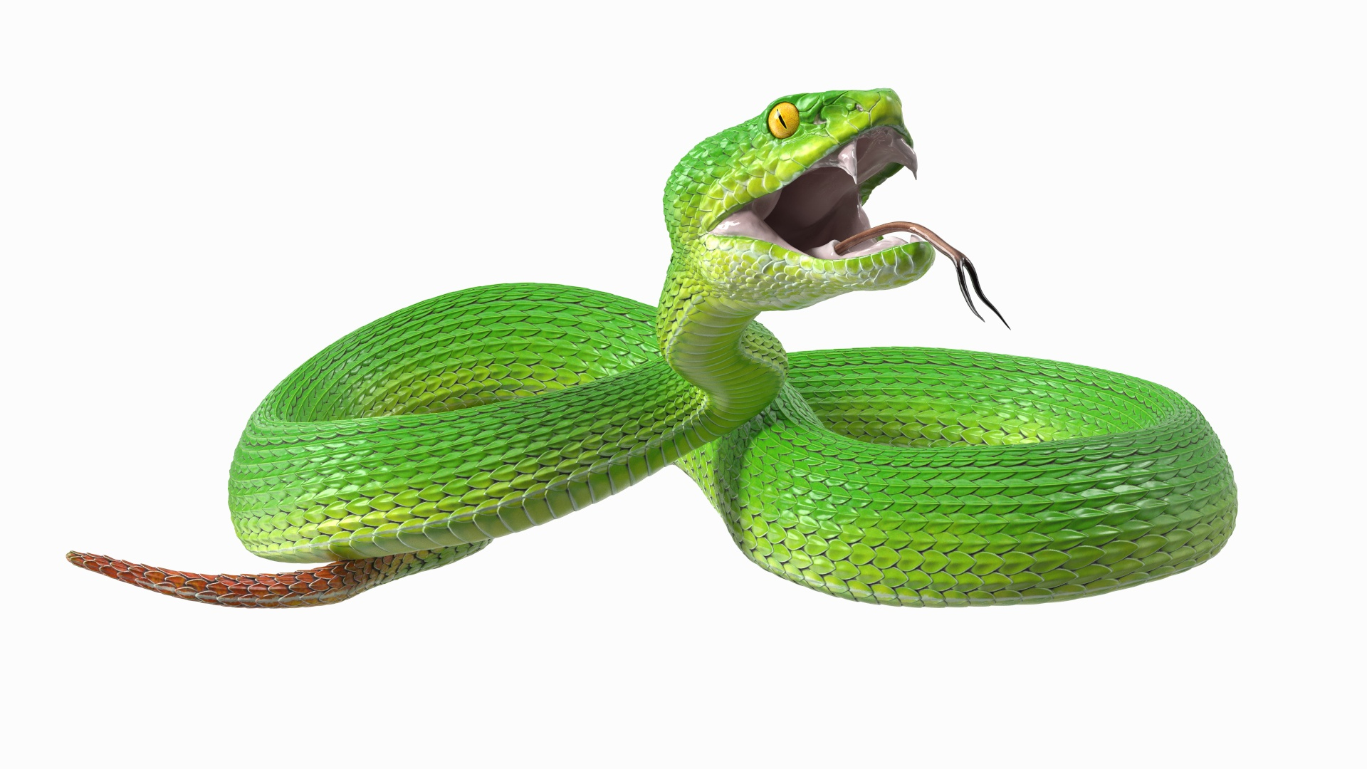 3D Attacking Green Snake Trimeresurus - TurboSquid 2105579